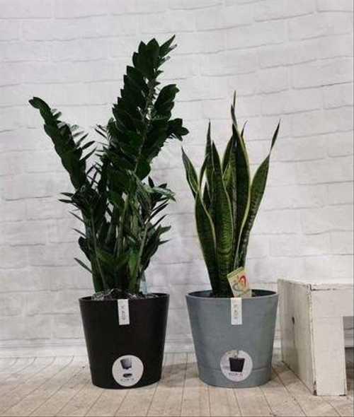 Комплект из 2х растений в кашпо Экопотс