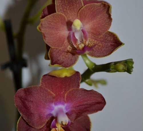 Орхидея фаленопсис мультифлора ред лион