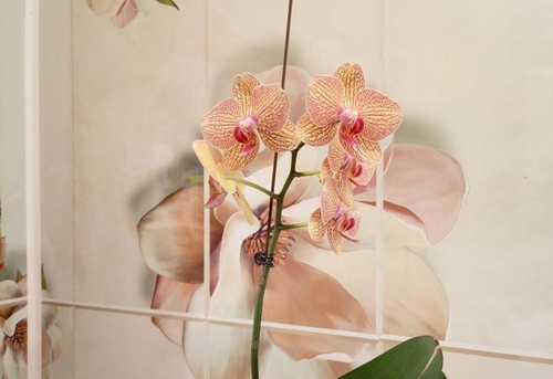 Орхидеи и комнатные растения