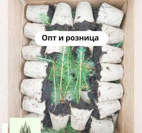 Ель Европейская Picea abies