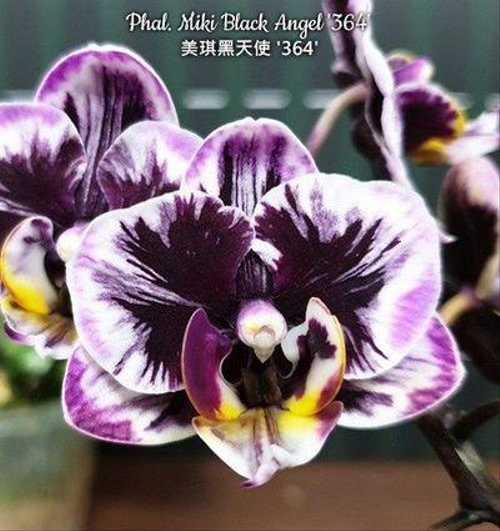 Орхидея Phal. Miki Black Angel '364'