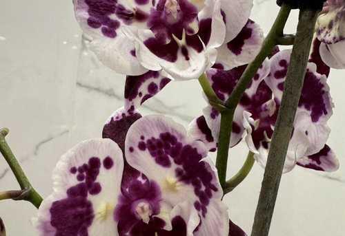 Орхидея фаленопсис биг лип бабочка