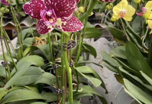 Орхидея дикий кот