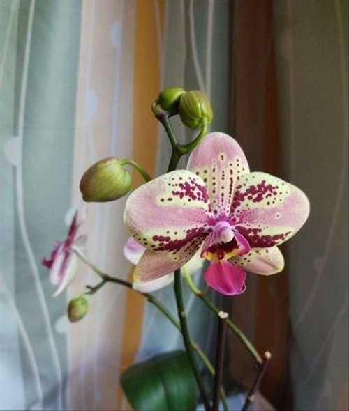 Орхидея фаленопсис Фронтера (Frontera)