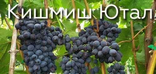 Саженцы винограда Кишмиш Ютал морозостойкий -32