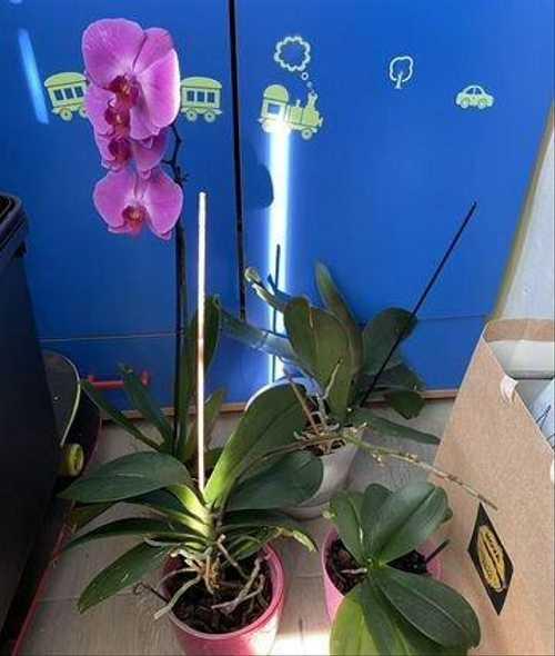 Орхидея фаленопсис 4 шт+3 mini