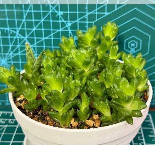 Хавортия Купера обтуза (Haworthia cooperi Obtusa)