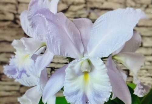 Орхидея каттлея Sea Breeze