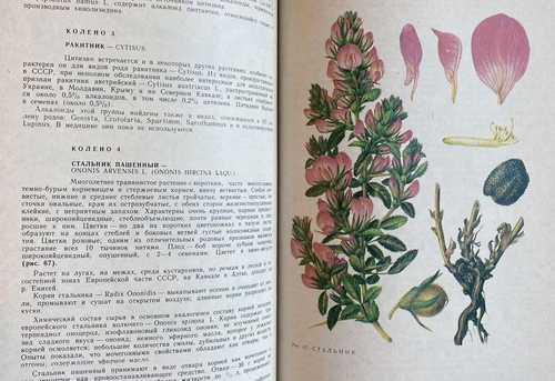 Дикорастущие лекарственные растения СССР Гаммерман