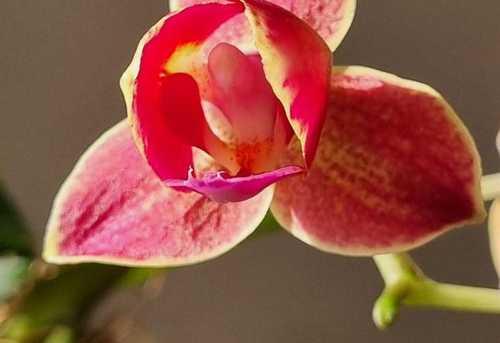 Орхидея фаленопсис пелор Bowdion