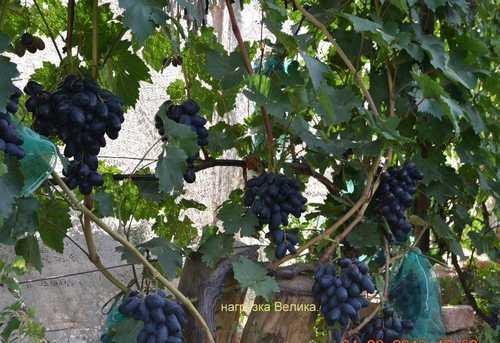 Продам саженцы винограда районированных сортов с г