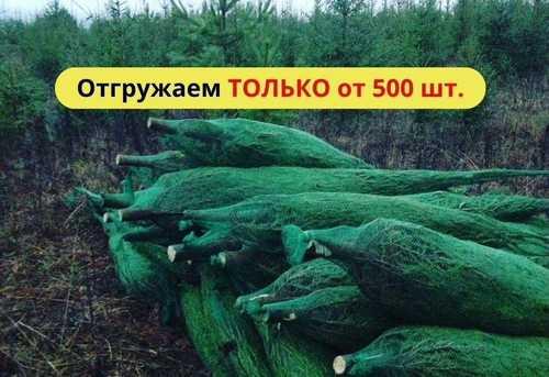 Живые елки оптом