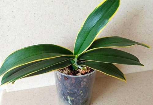 Фаленопсис Орхидея Sogo Yenlin Coffee (variegata)