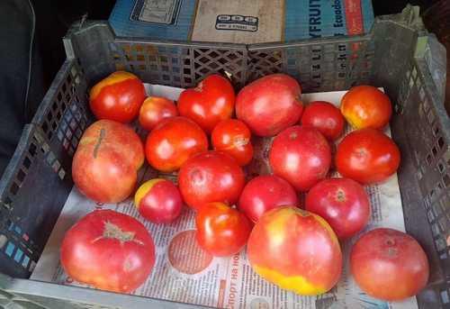 Овощи помидоры домашние тамбовские эко