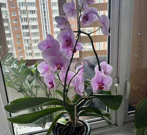 Орхидея фаленопсис (большая)