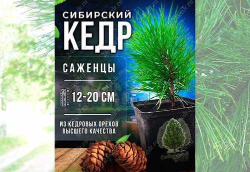 Саженцы кедра