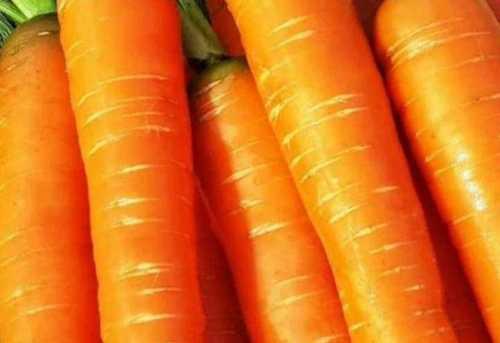 Семена Морковь нииох