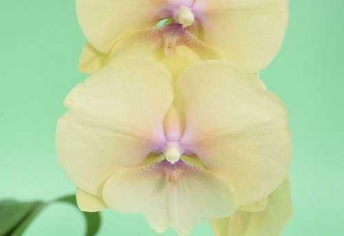 Орхидея Phal. JC91
