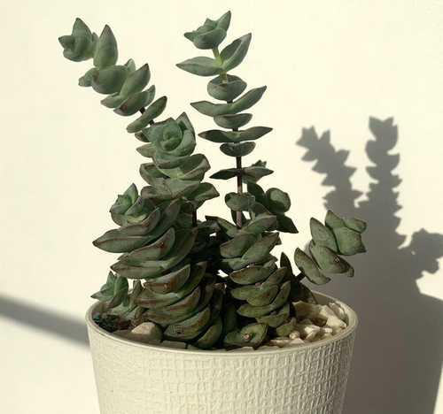 Крассула перфората/Crassula perforata