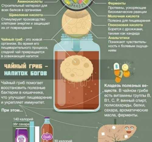 Чайный гриб бесплатно
