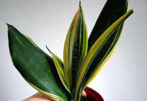 Сансевиерия Golden Flame/Sansevieria Golden Flame