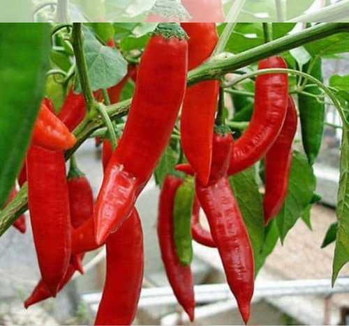 Перец Острый Чили Красный Chili Red