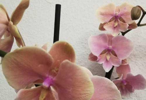 Орхидея сортовые фаленопсис 10 видов