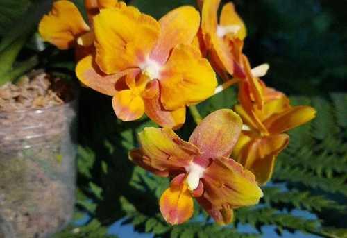 Орхидея "Sahara"
