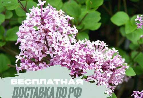 Сирень Мейера Палибин из питомника с доставкой