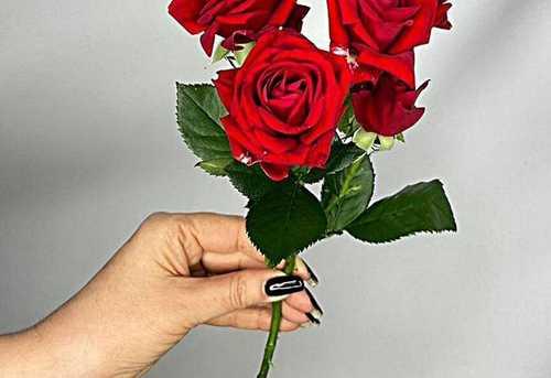 Цветы Розы красные кустовые Доставка по Ставрополю