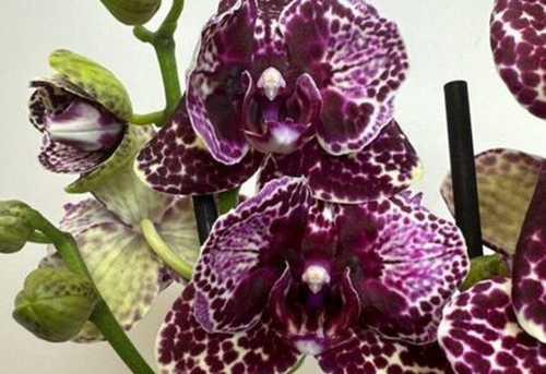 Орхидея Lioulin Wild Cat 'peloric '