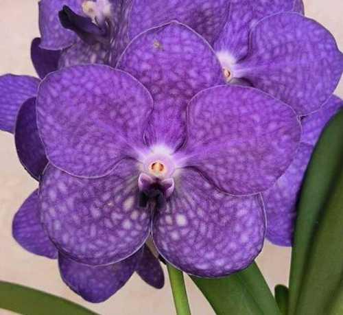 Орхидея Ванда цветет