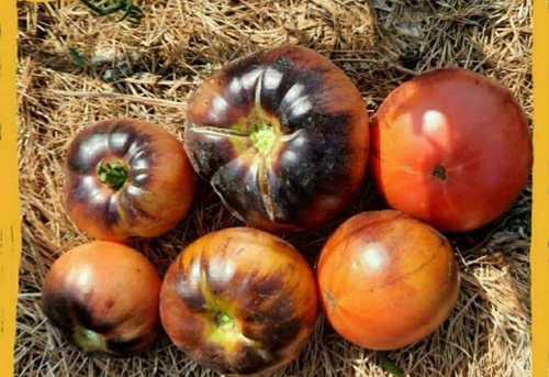Семена коллекционных томатов из Казани-400сортов