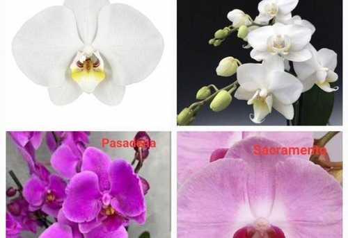Орхидея Фаленопсис Сортовая отцвела
