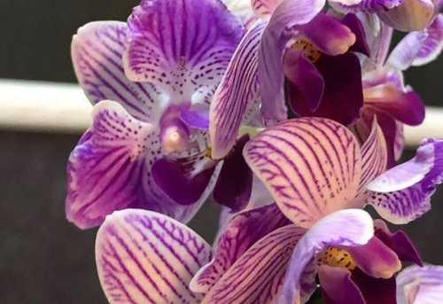 Орхидея фаленопсис Сого Вивьен Бабочка