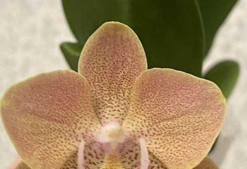 Орхидея фаленопсис younghome walle 05102