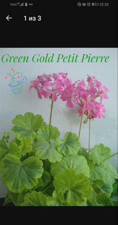 Пеларгония Green Gold Petite Pierre