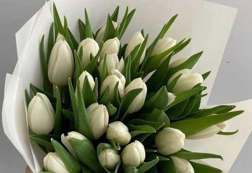 Букет из 25 белоснежных тюльпанов