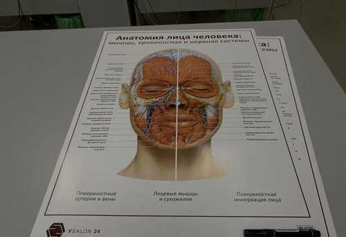 Плакат "Анатомия лица" А1. Вид 2