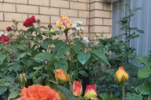 Розы садовые в огород