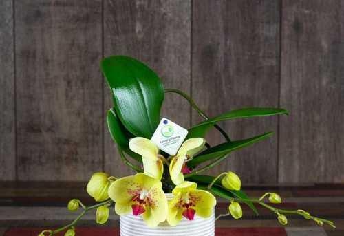 Орхидея Фаленопсис Помпей в подарочной коробке