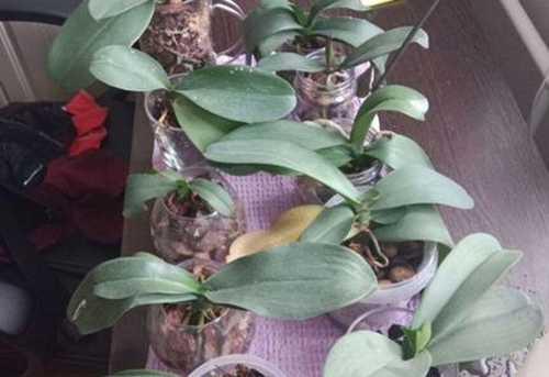Орхидеи фаленопсис