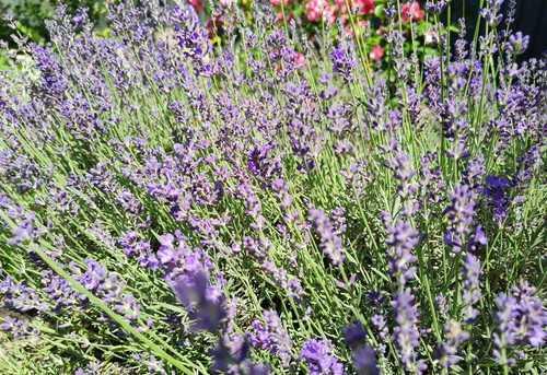 Лаванда в букетиках, срез этого года