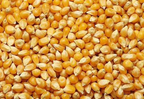 Семена подсолнечника кукурузы в наличии