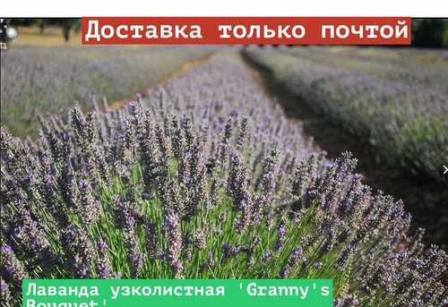 Лаванда узколистная Grannys Bouquet