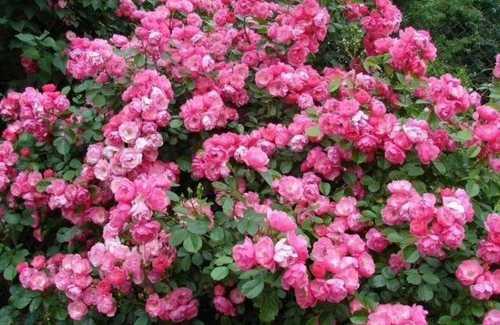 Розы флорибунда (Tantau, Германия)