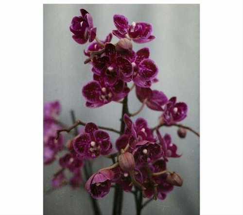 Орхидея фаленопсис Chian Xen"Red Diamond Ayora"