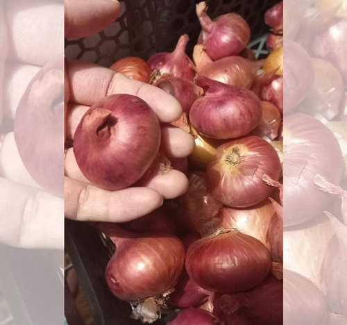 Лук шалот Старорусский на посадку