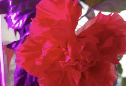Китайская роза гибискус красный