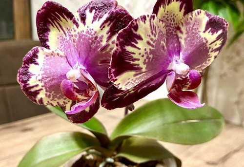 Цветет. Орхидея Big Bang